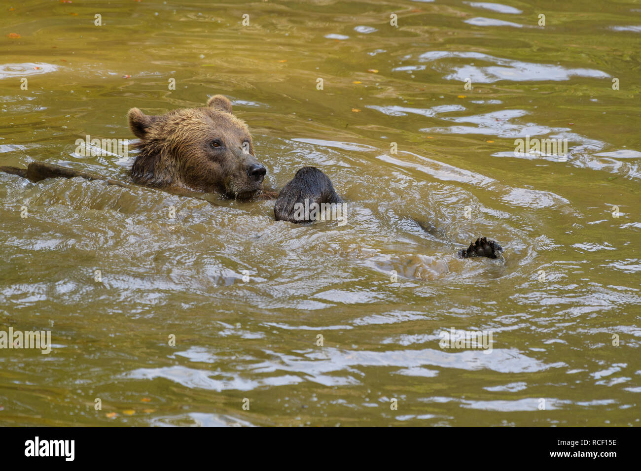Brown bear ursus arctos in hi-res stock photography and images - Alamy