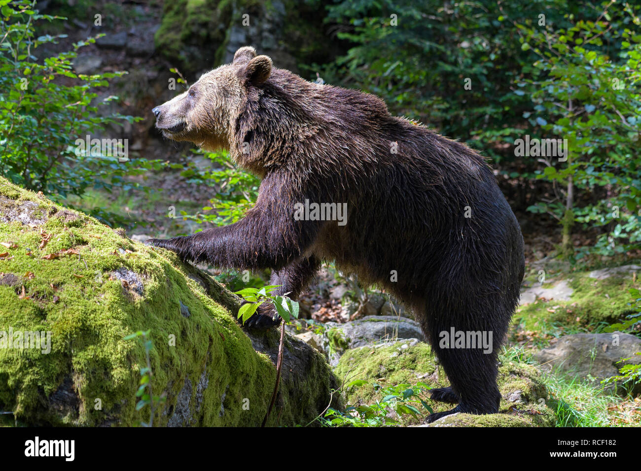 Brown bear, Ursus arctos Stock Photo - Alamy