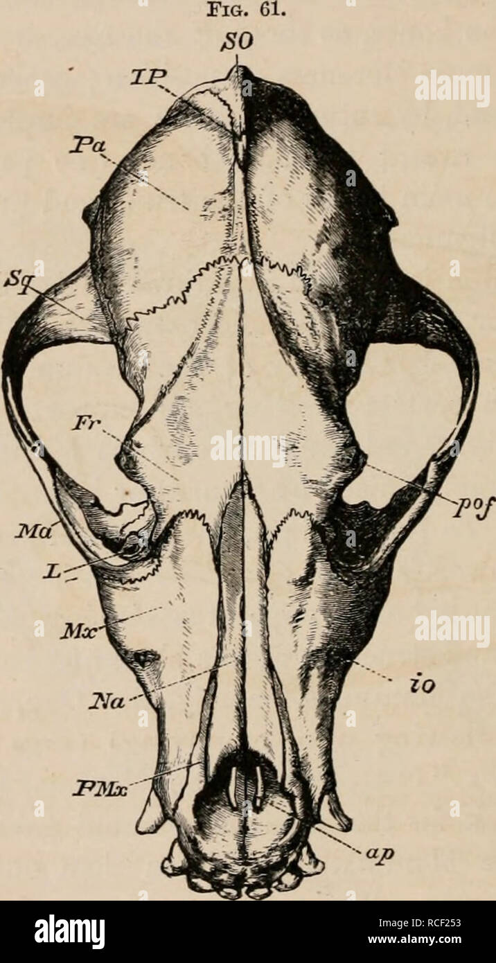 . Elements of zoölogy : a textbook. Zoology. 54- VEKTEBRATA: MAMMALIA ...