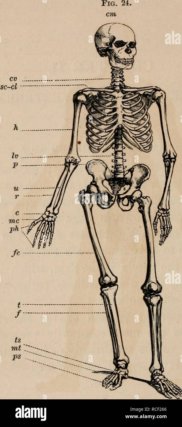 . Elements of zoölogy : a textbook. Zoology. THE VERTEBRATA OR ...