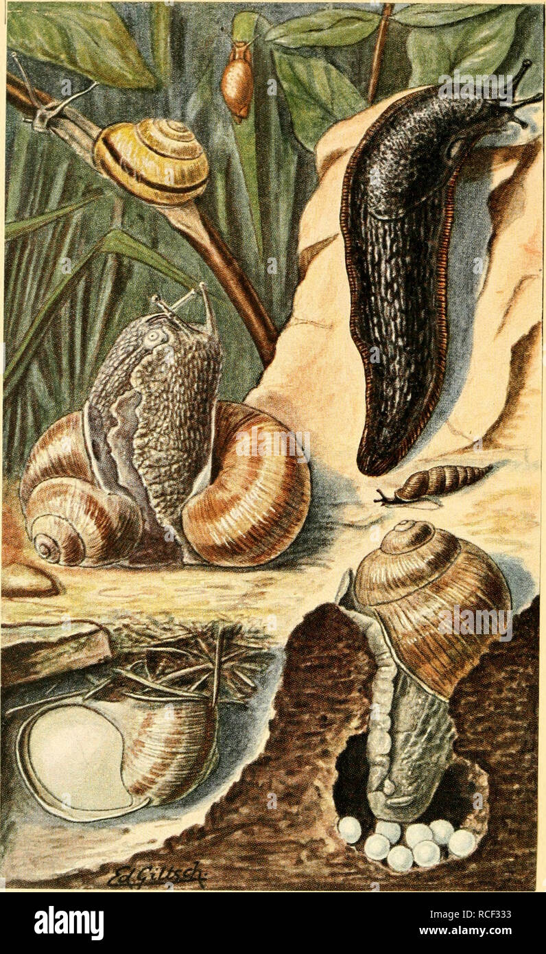 Hain banderschnecke hi-res stock photography and images - Alamy