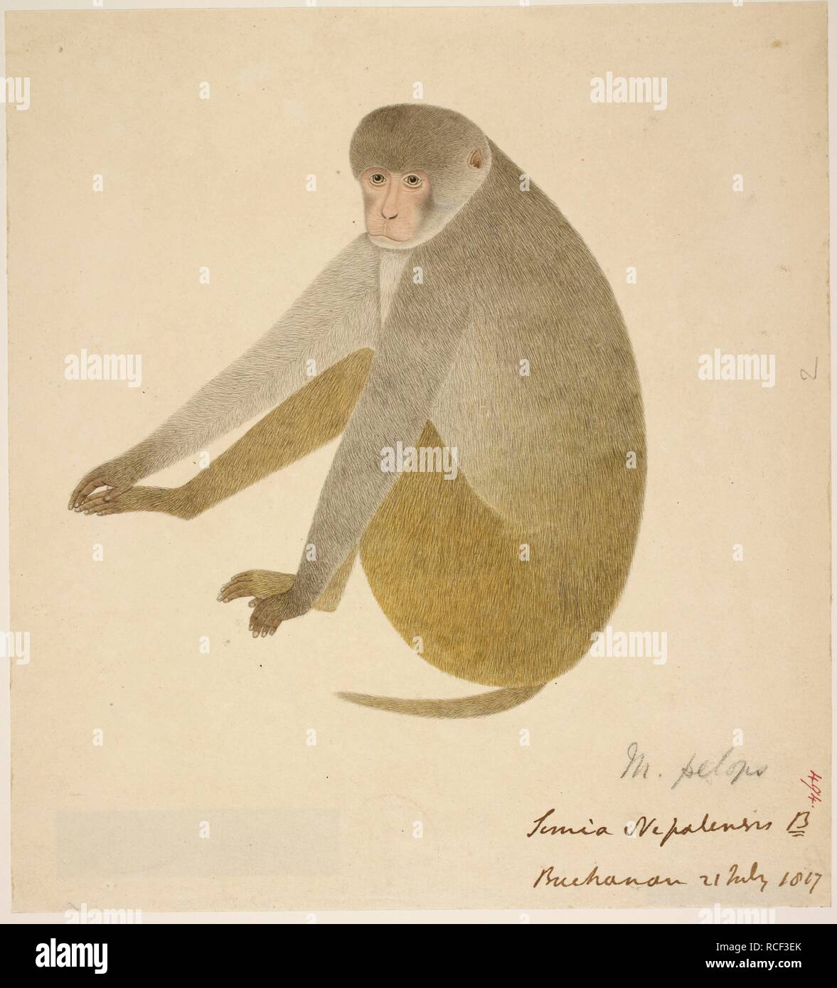 Assamese Macaque â€˜Macaca assamensis pelopsâ€™. Buchanan-Hamilton ...