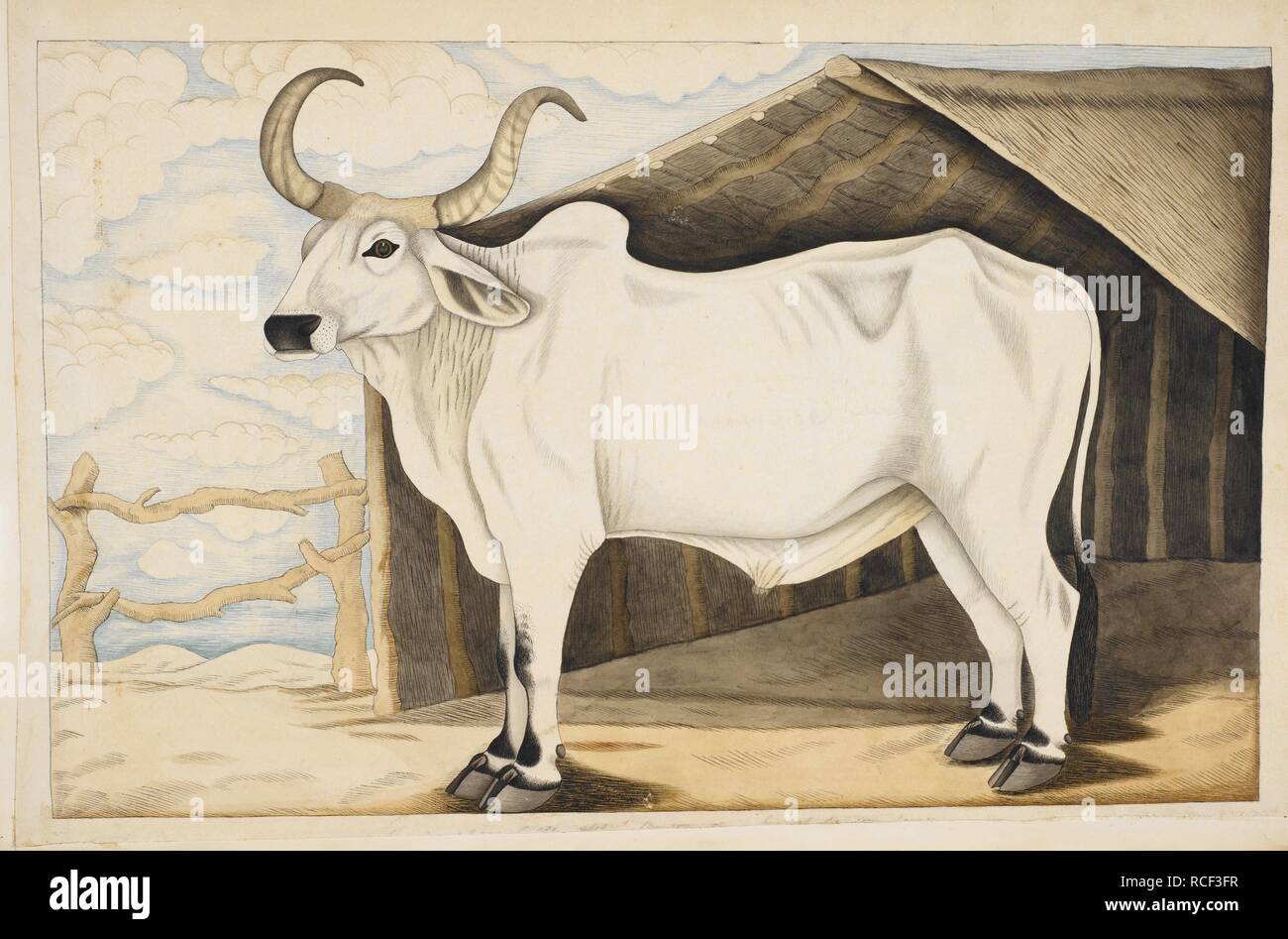 Zebu Colors High Resolution Stock Photography and Images - Alamy