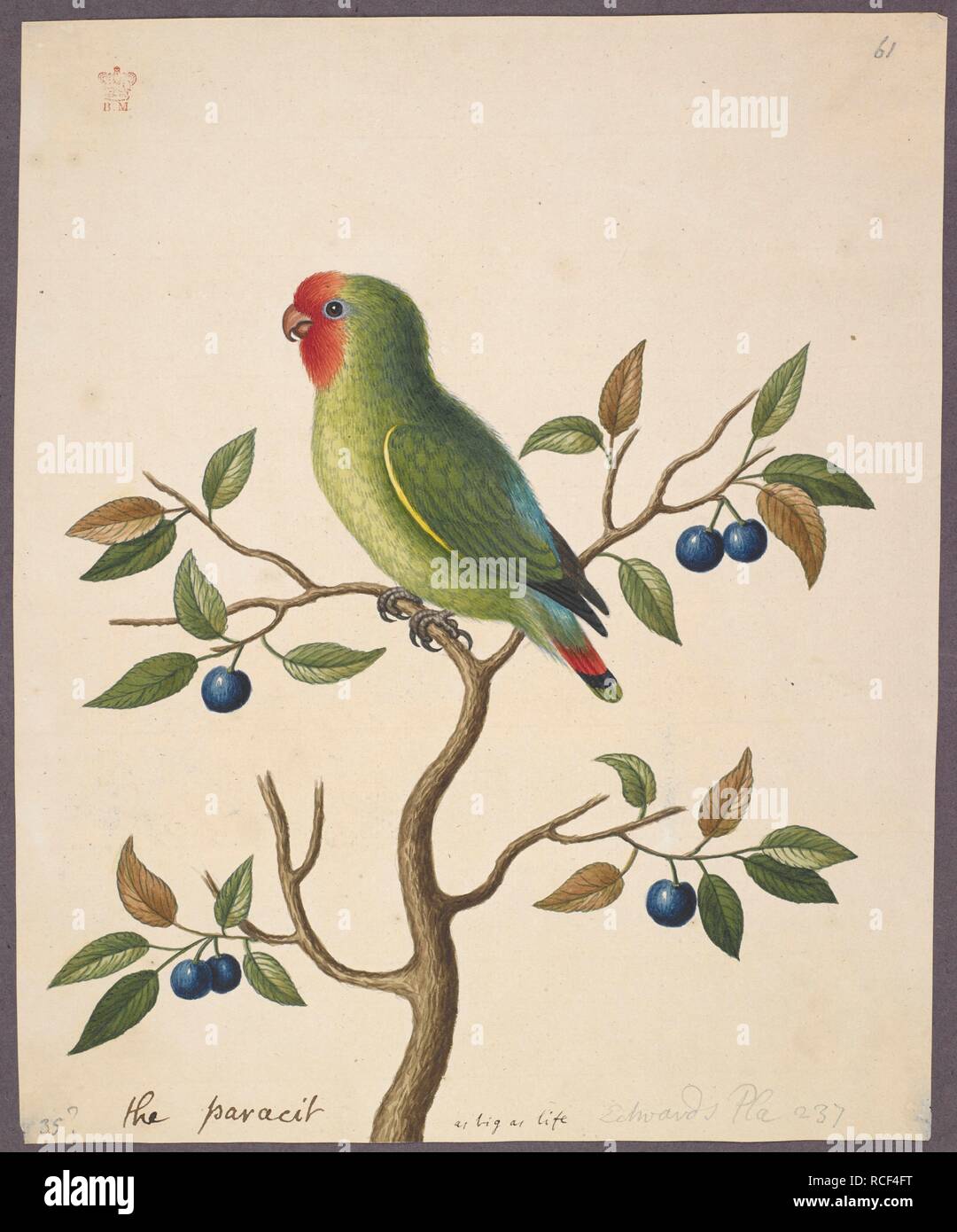 35 The Paracit, as big as life. Edwards pl.237'. Parakeet. Drawings of ...