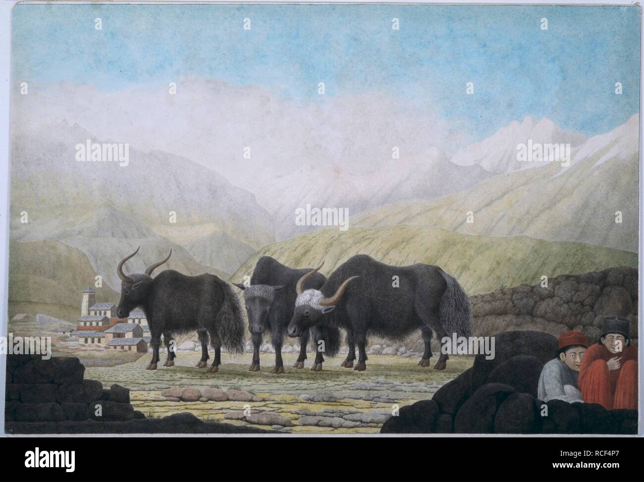 Three yaks hi-res stock photography and images - Alamy
