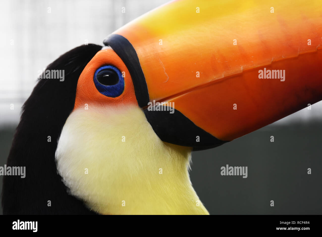 Guinness toucan hi-res stock photography and images - Alamy