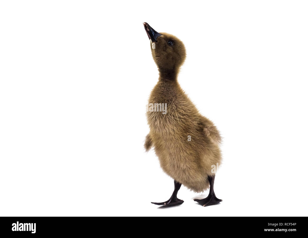 Beautiful standing white duck Cut Out Stock Images & Pictures - Alamy