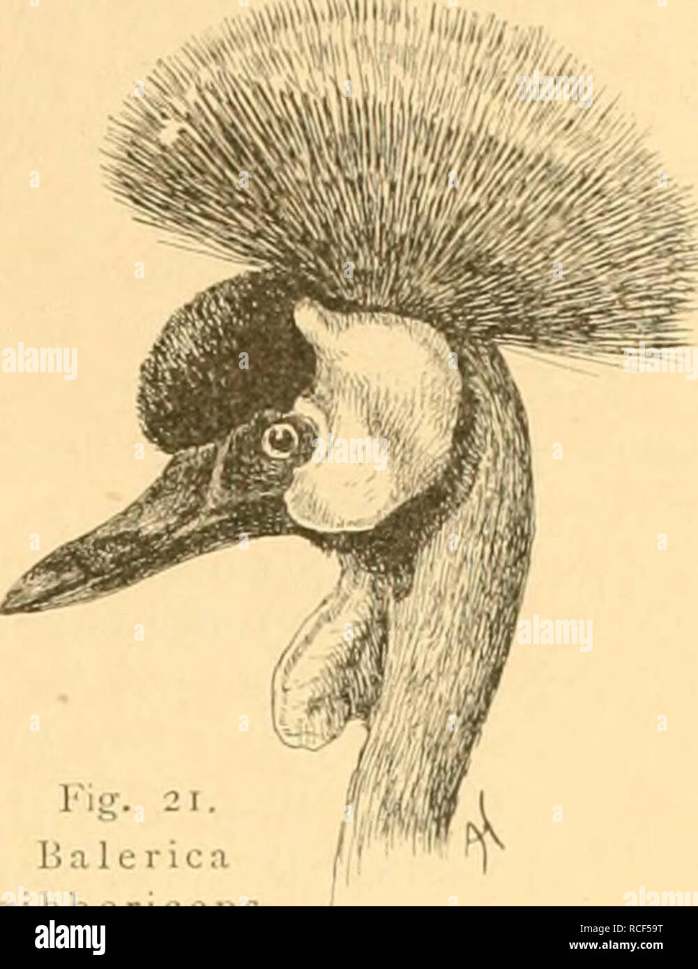 . Die Vögel Deutsch-Ost-Afrikas. Birds. — 47 — Scheitel schwarze ...