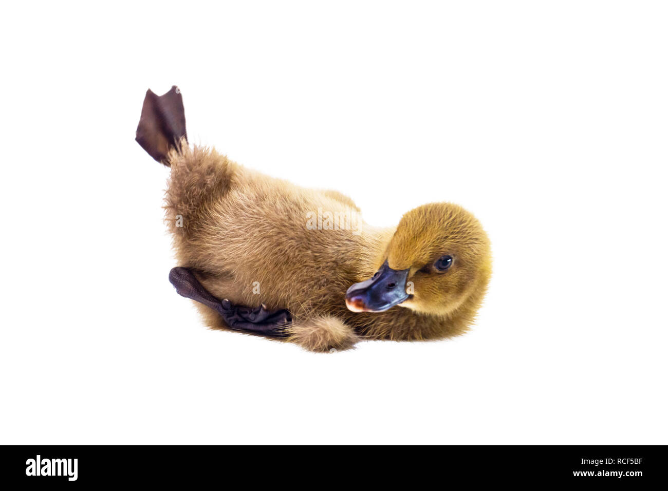 Yellow ducklings standing on a white background Stock Photo - Alamy