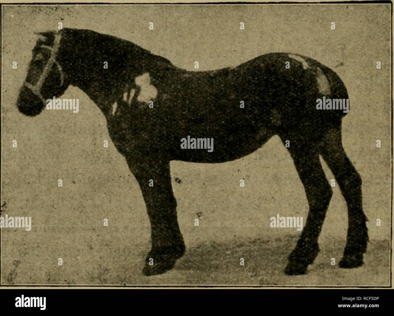 Alopecia areata images hi-res stock photography and images - Alamy