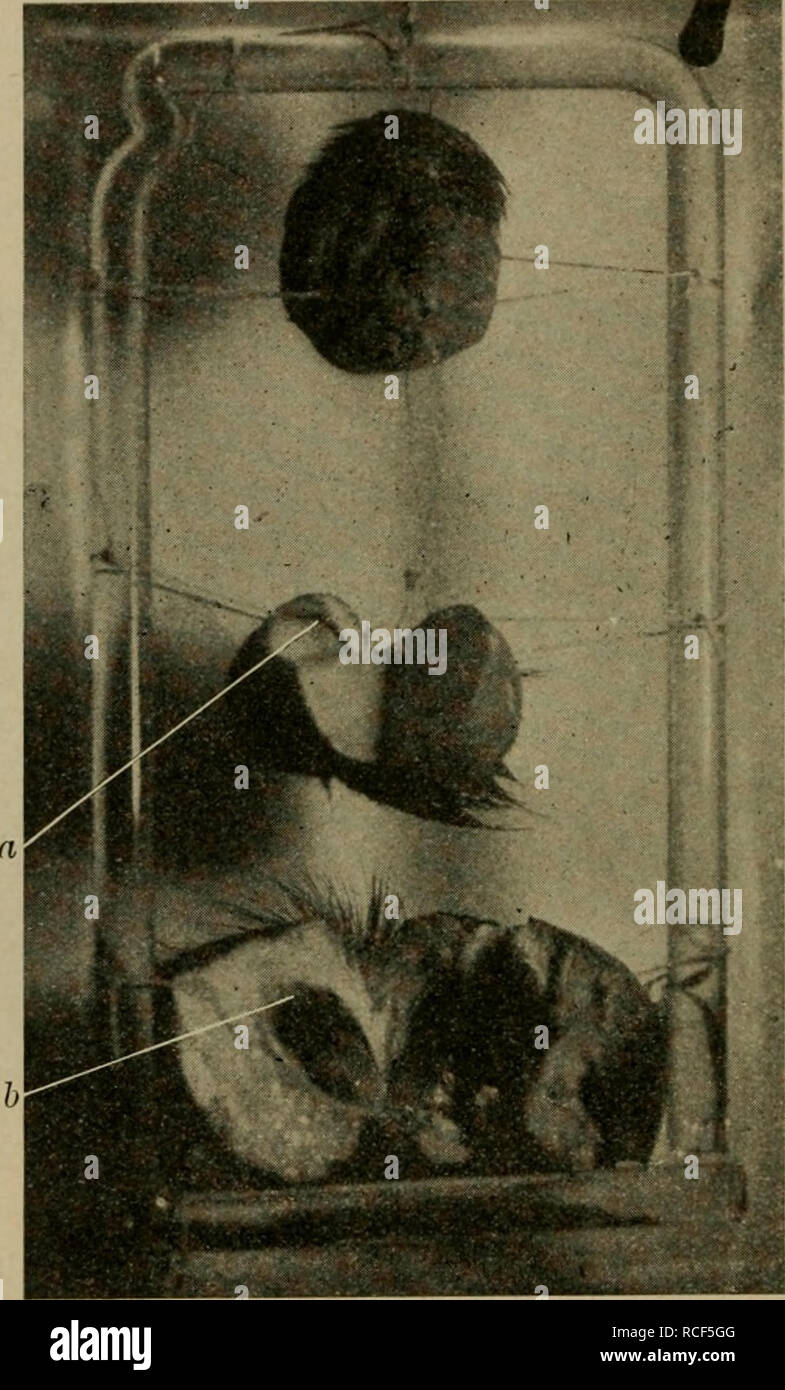 Lamina fusca hi-res stock photography and images - Alamy