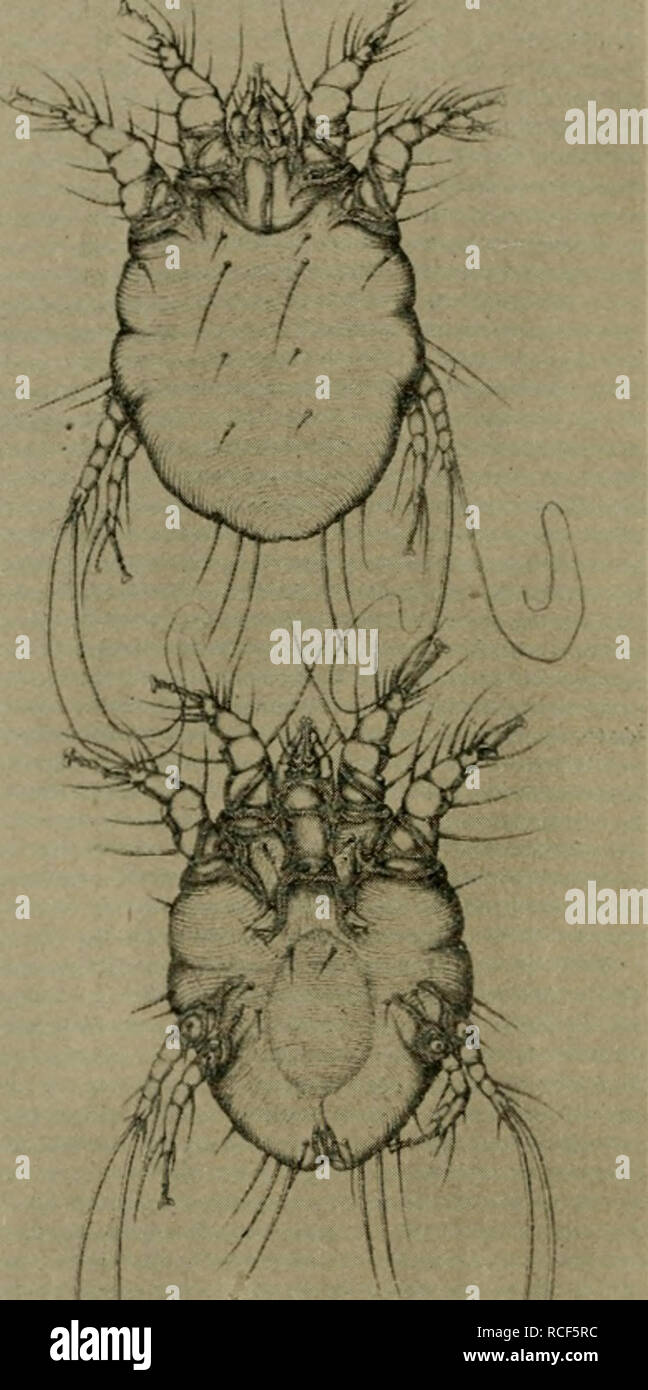Sarcopt hi-res stock photography and images - Alamy