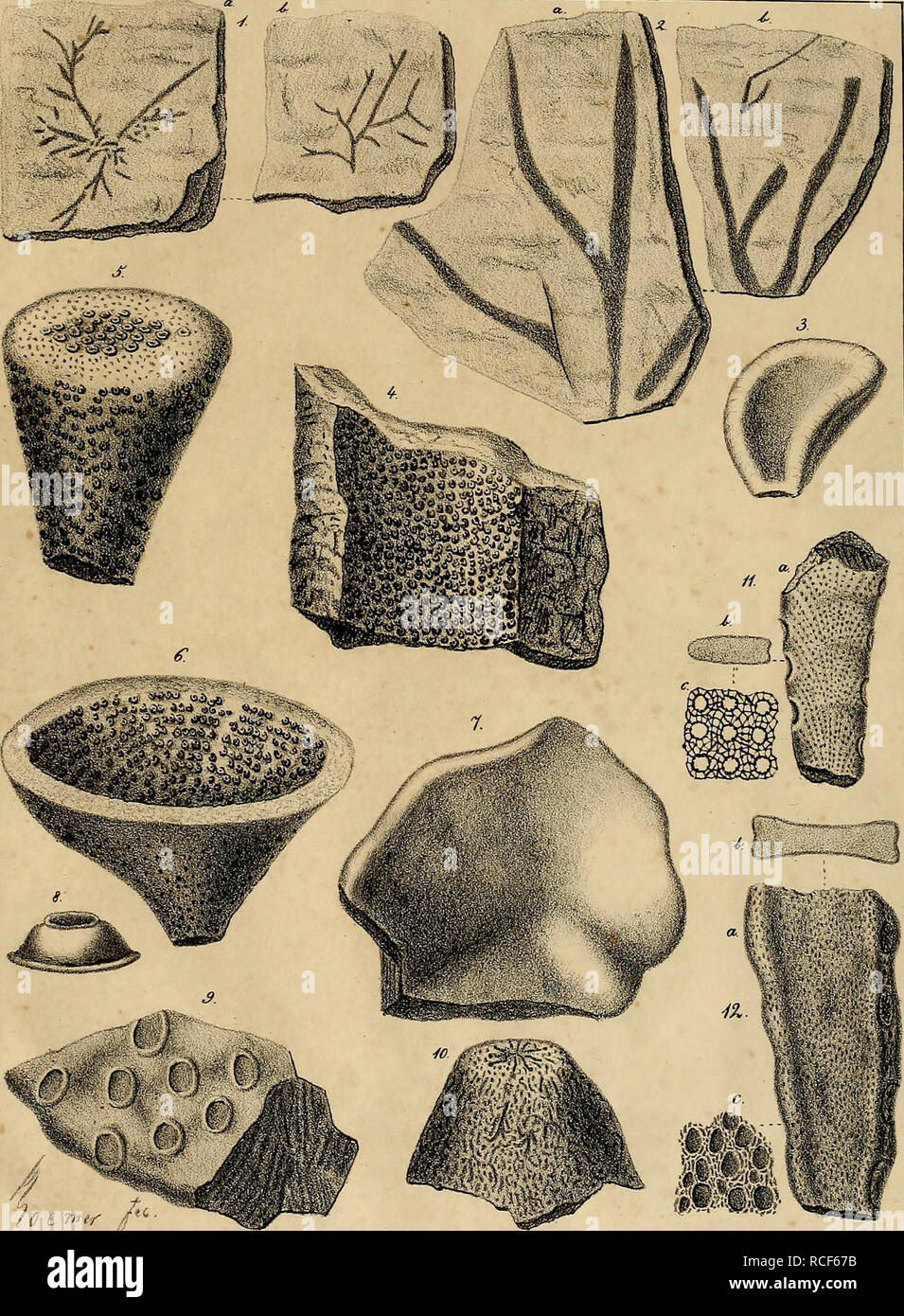 . Die Versteinerungen des nord-deutschen Kreidegebirges. *--^/reiMe ...