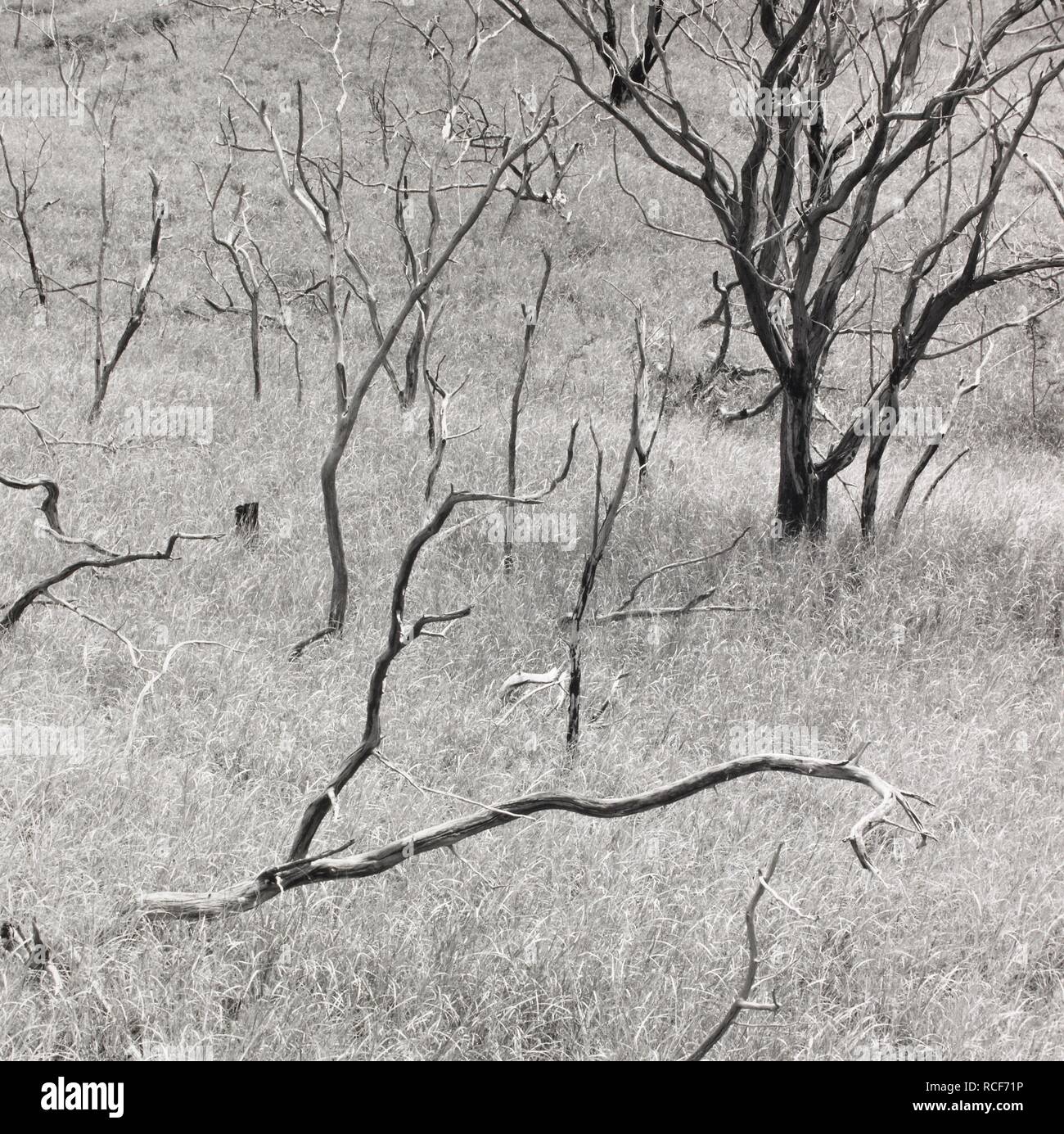 Parched Trees; Hawaii 1988. Monochrome. Source: FG6841-2-7 Stock Photo ...