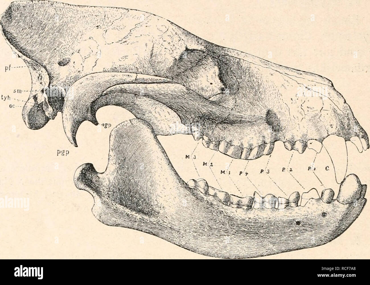 Hufartig hi-res stock photography and images - Alamy