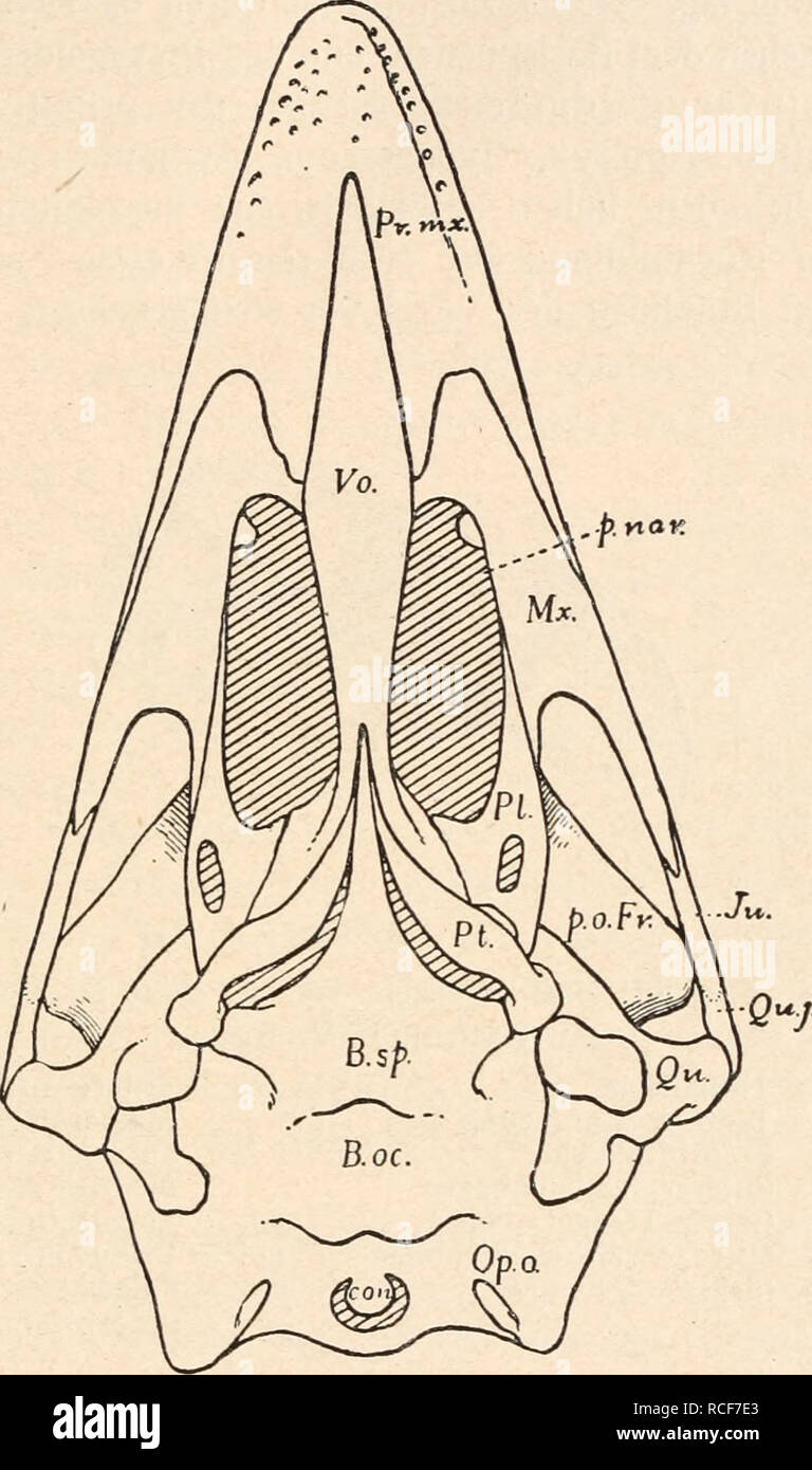 Foramen magnum evolution hi-res stock photography and images - Alamy