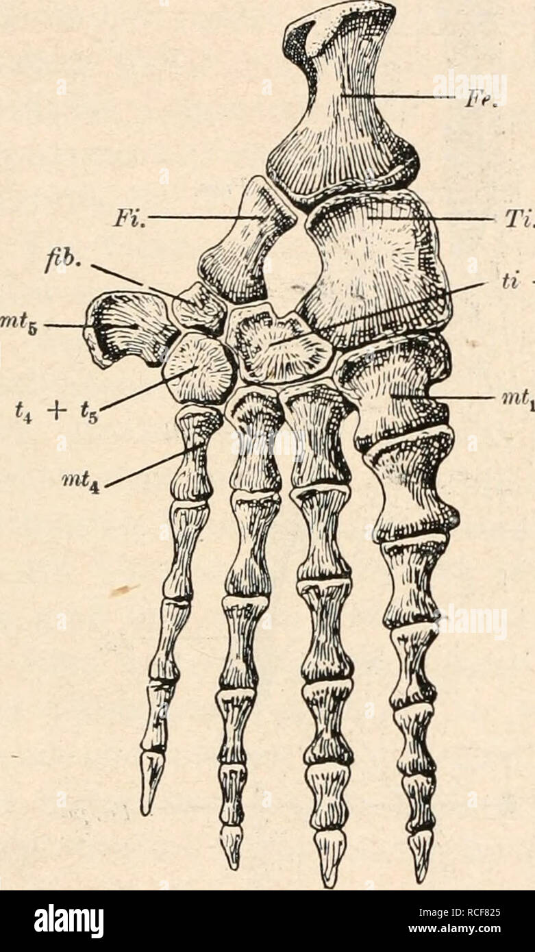 Ichthyo hi-res stock photography and images - Alamy