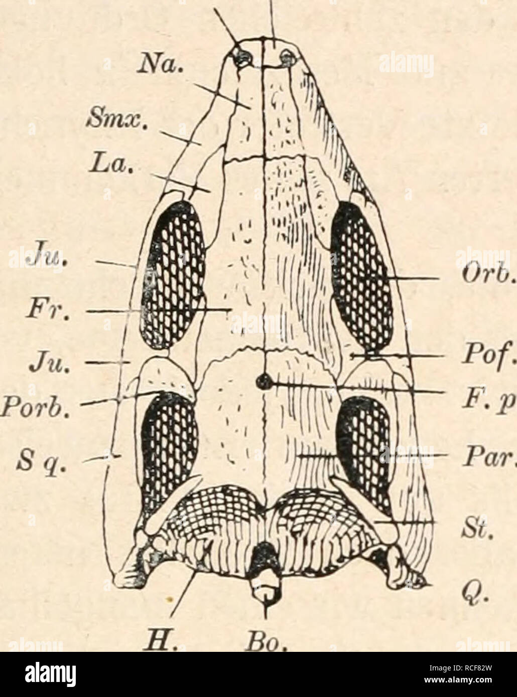 . Die stämme der wirbeltiere. Evolution; Paleontology; Vertebrates ...