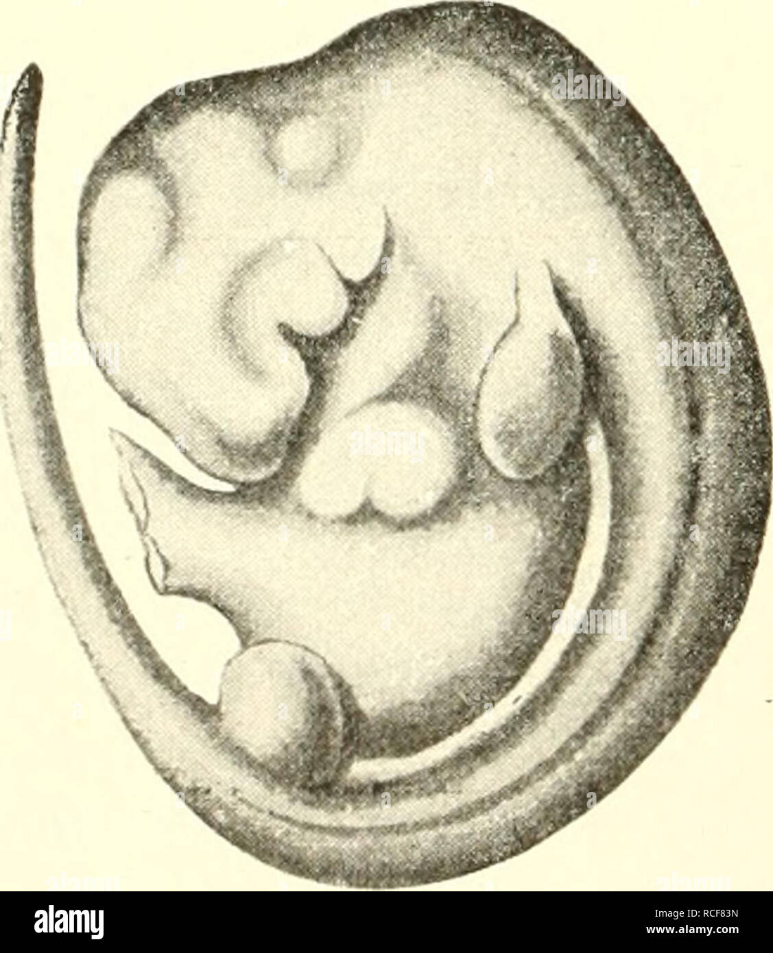 Urethralis hi-res stock photography and images - Alamy