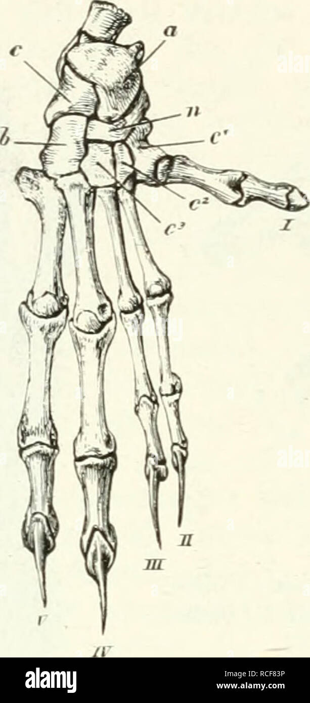 . Die Säugetiere. Einführung in die Anatomie und Systematik der ...