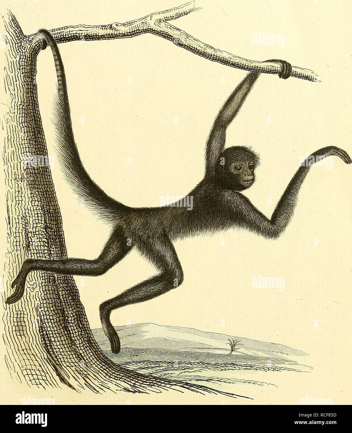 . Die Säugthiere in Abbildungen nach der Natur. Mammals. Mlflfl/'. XXYI ...