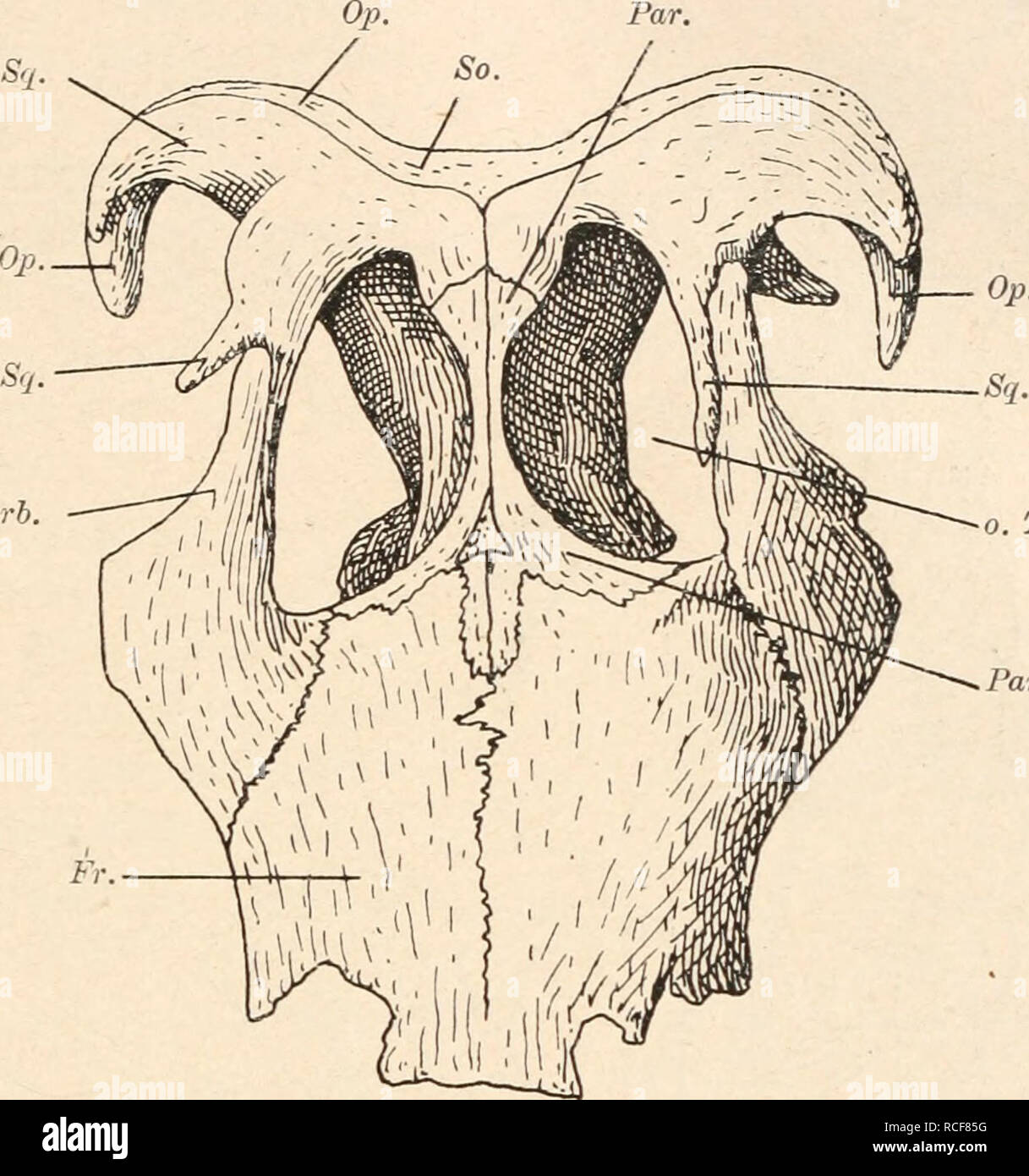 Trachodon annectens hi-res stock photography and images - Alamy