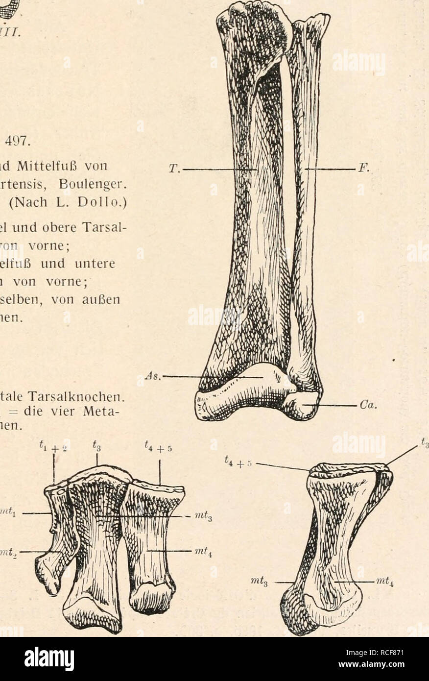 Tarsalknochen hi-res stock photography and images - Alamy