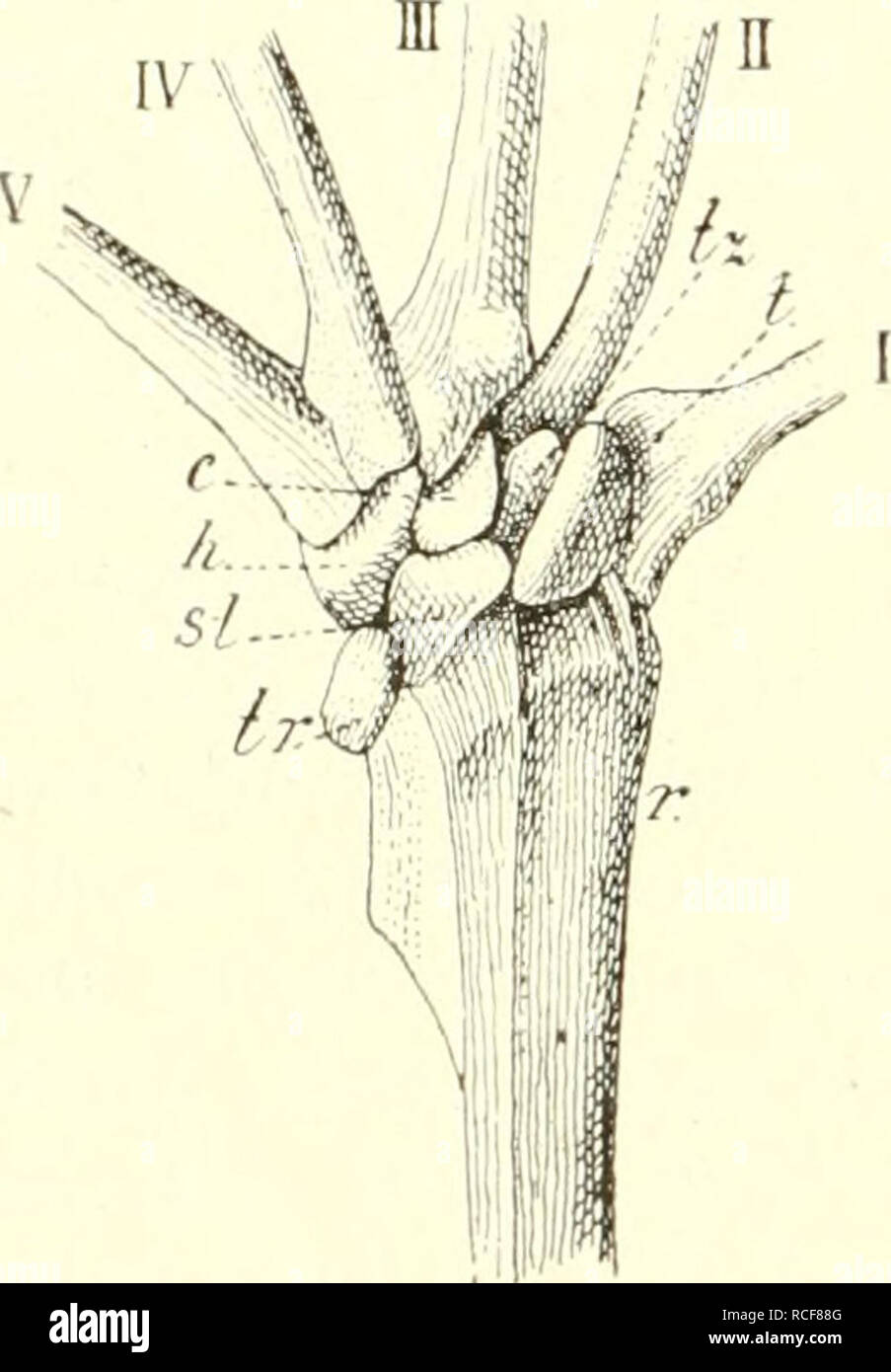 Ulna anatomie hi-res stock photography and images - Alamy