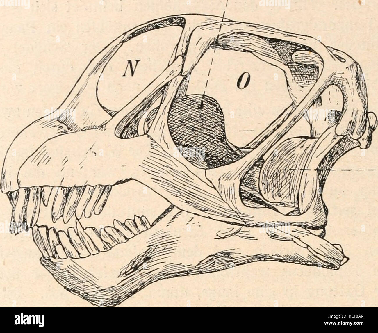 Morosaurus hi-res stock photography and images - Alamy