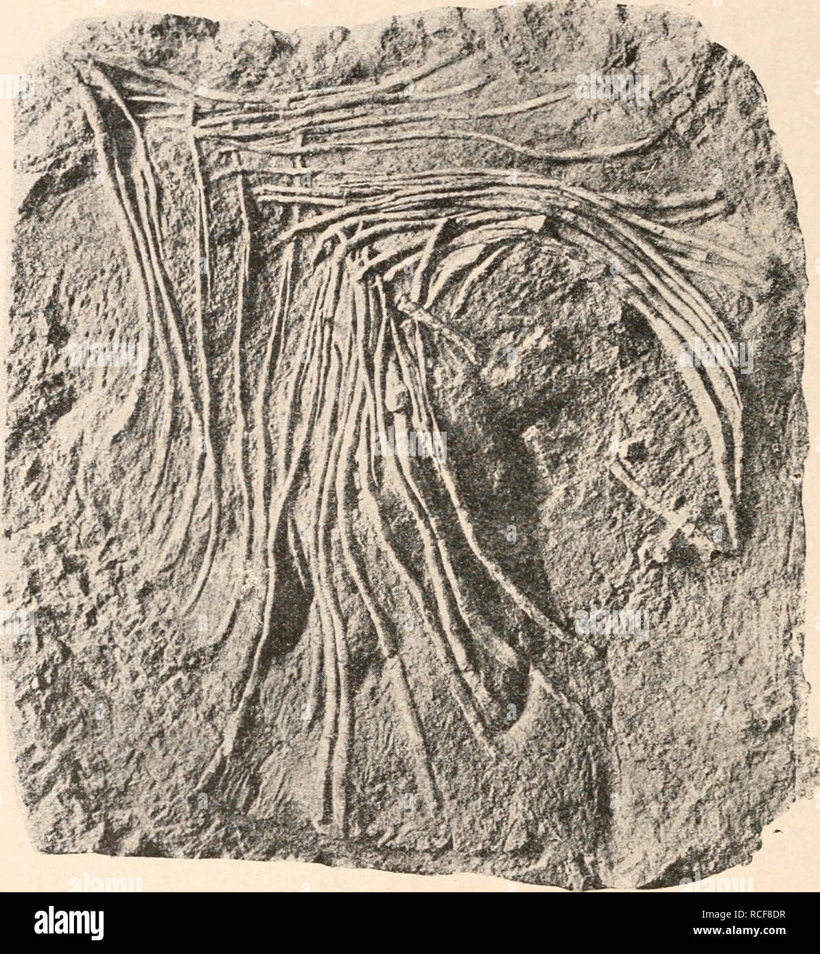 Teratosaurus hi-res stock photography and images - Alamy