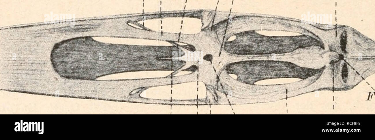 Foramen magnum evolution hi-res stock photography and images - Alamy