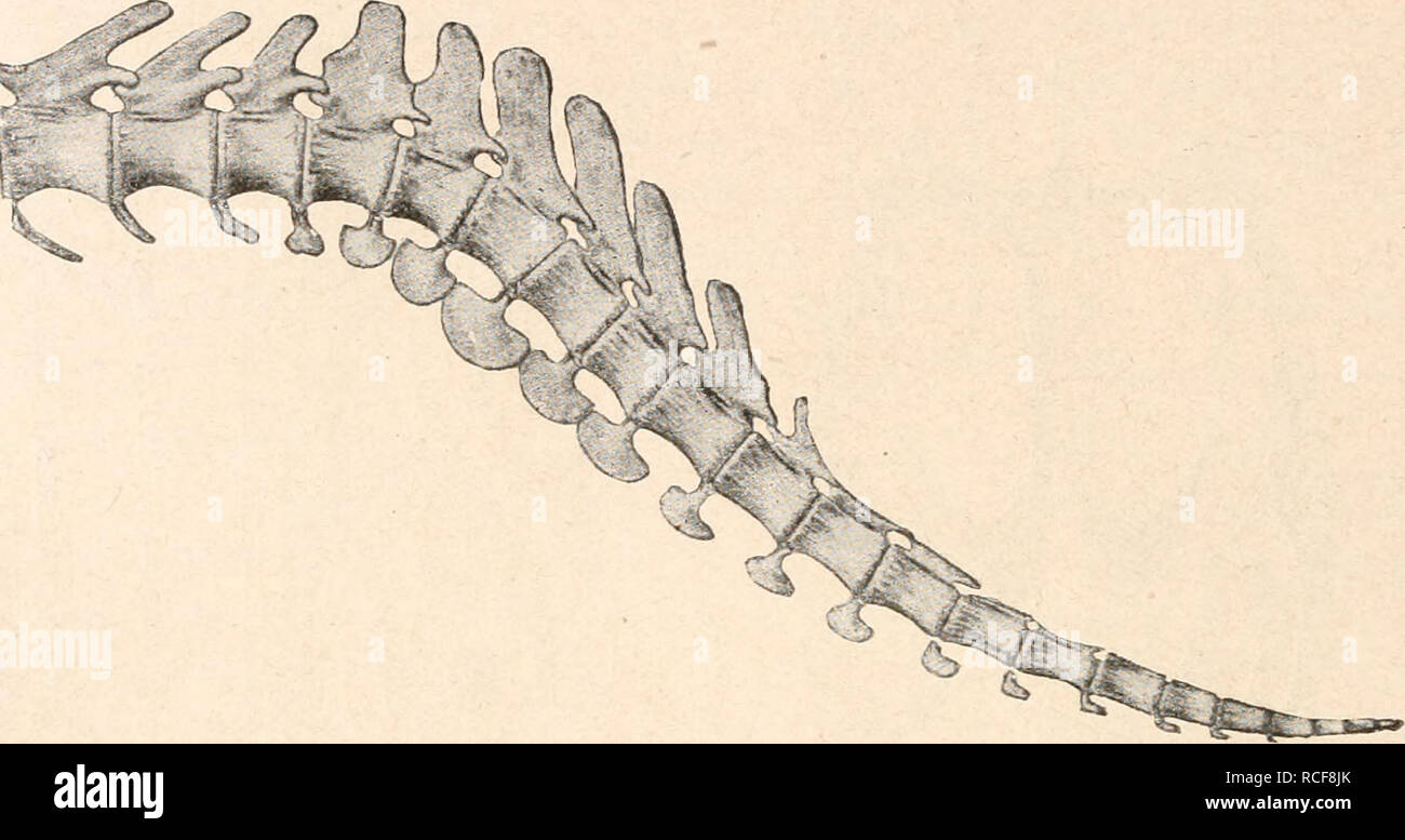 Goniopholis hi-res stock photography and images - Alamy