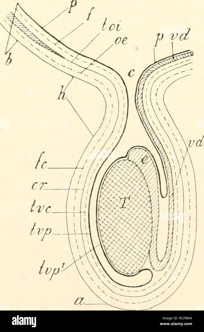 Anatomie des rumpfes hi-res stock photography and images - Alamy