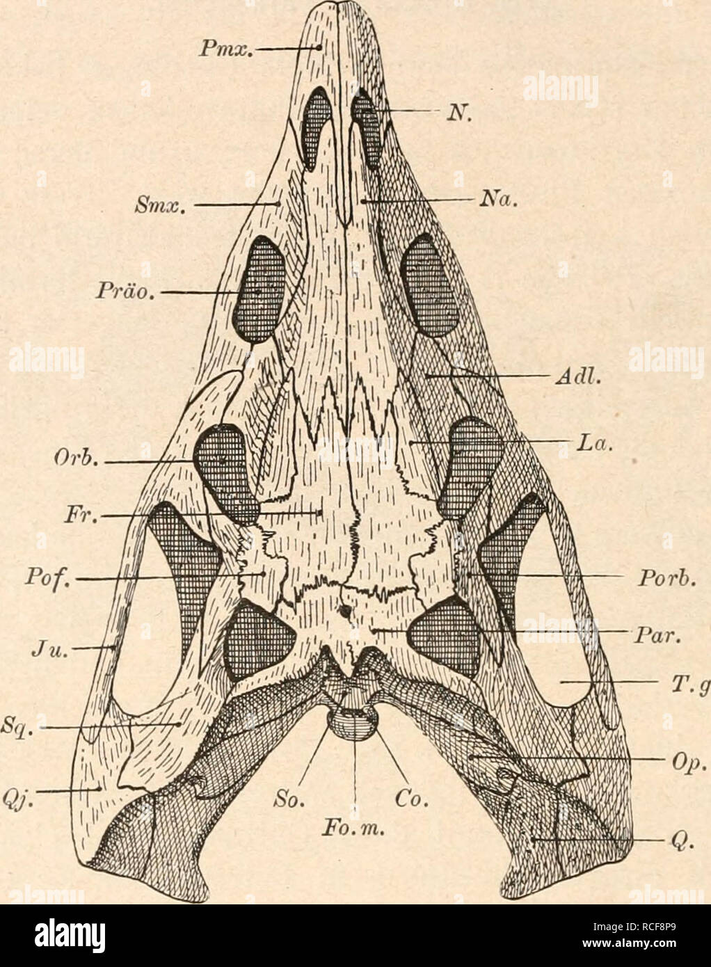 Foramen magnum evolution hi-res stock photography and images - Alamy