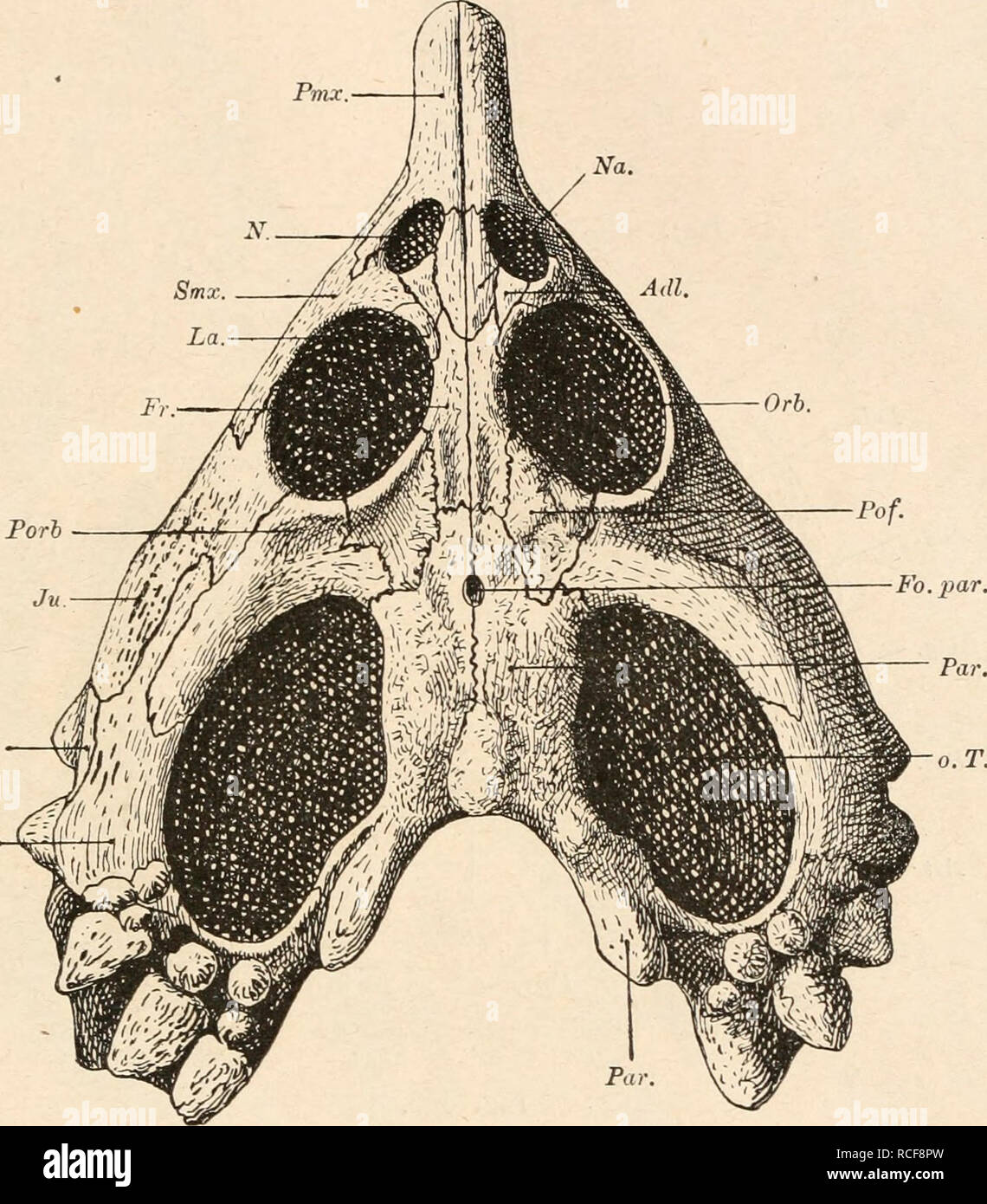 Placochelys placodonta hi-res stock photography and images - Alamy