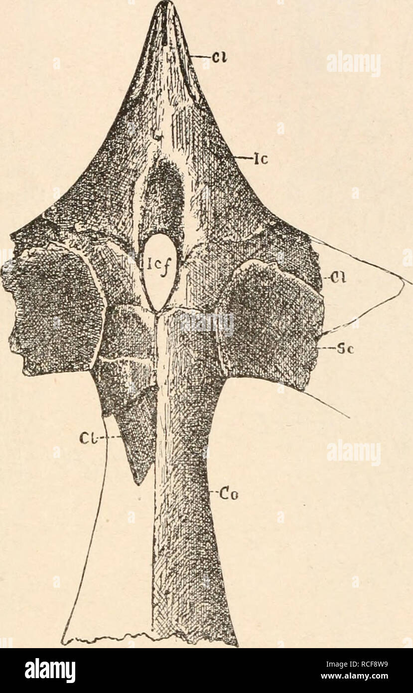 Simolestes vorax hi-res stock photography and images - Alamy