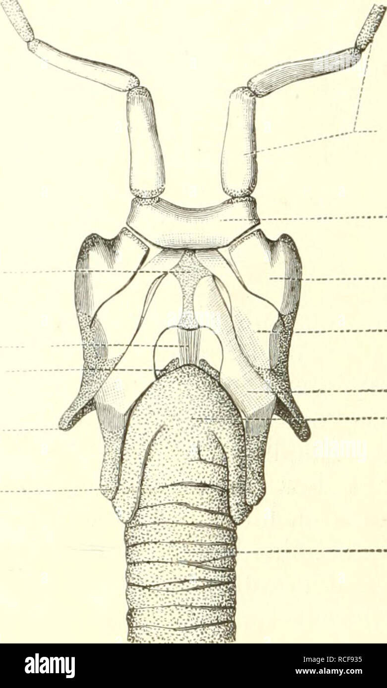 . Die säugetiere. Einführung in die anatomie und systematik der ...