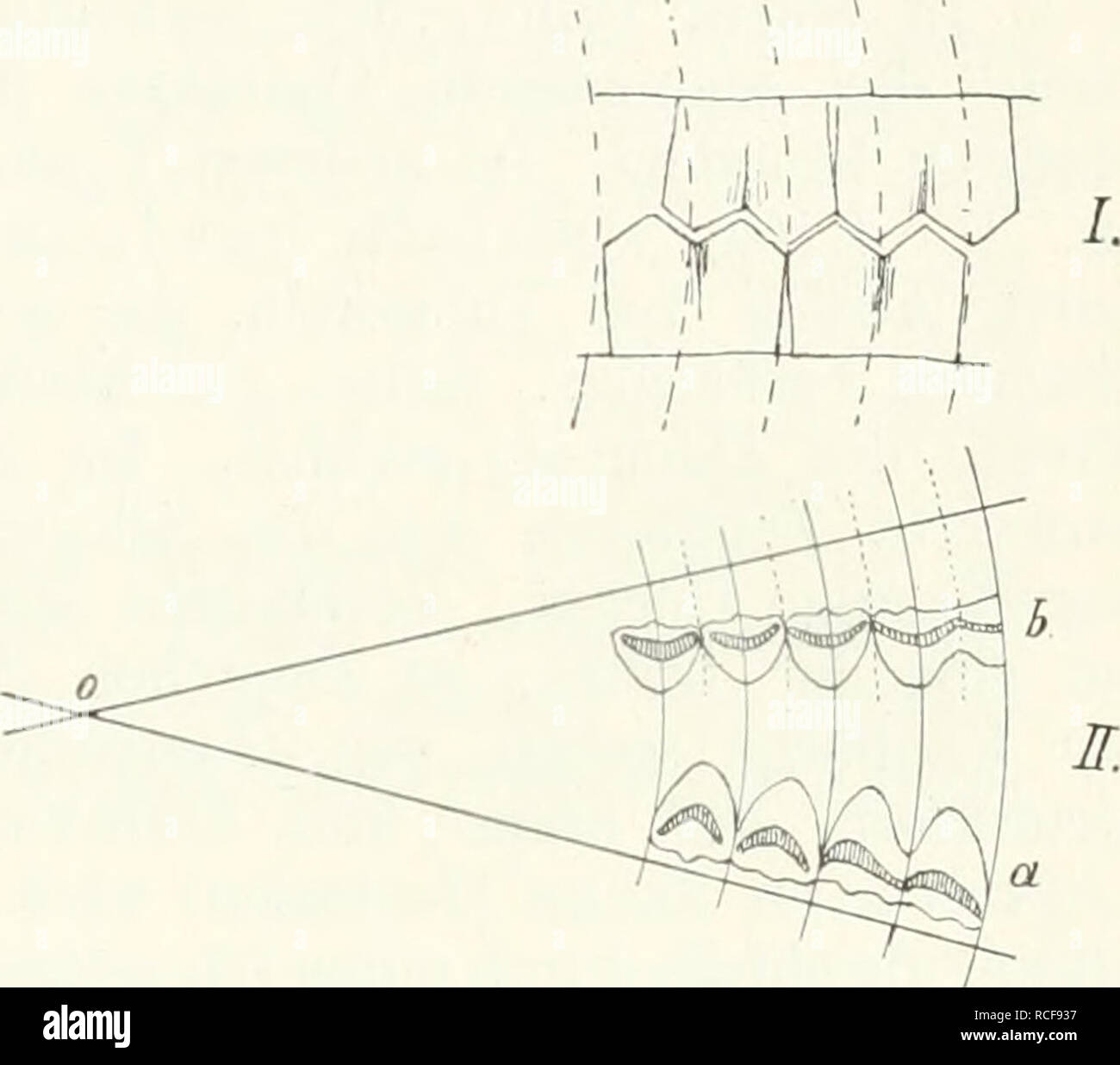 Zahn anatomie hi-res stock photography and images - Alamy