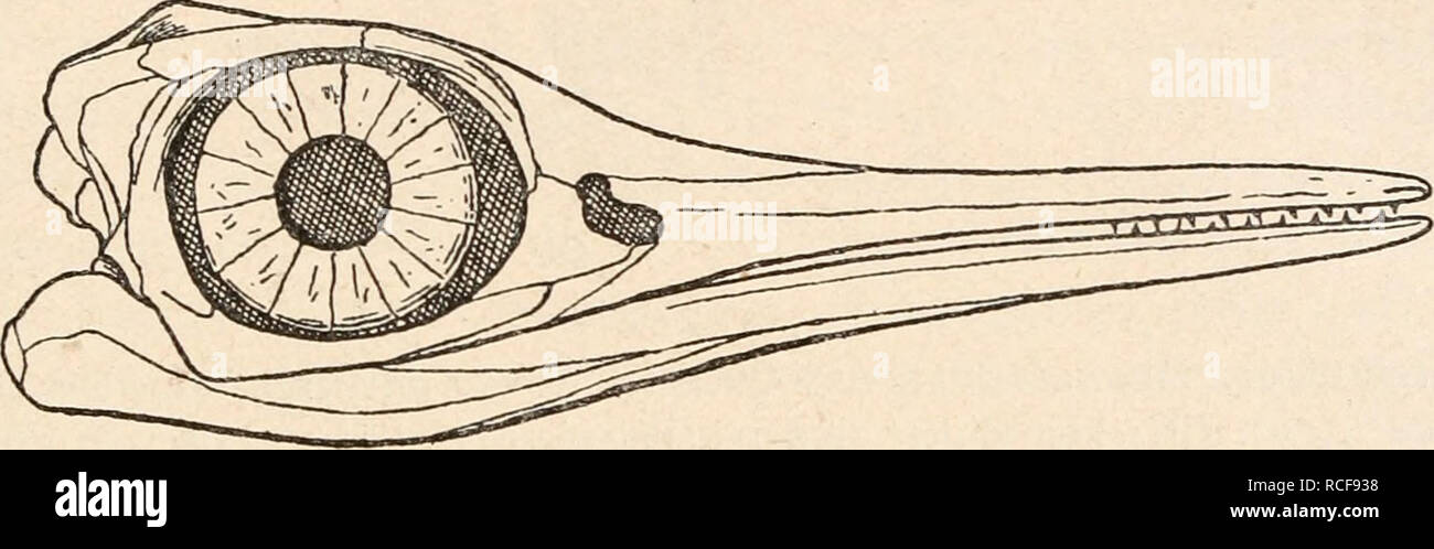 Ichthyo hi-res stock photography and images - Alamy