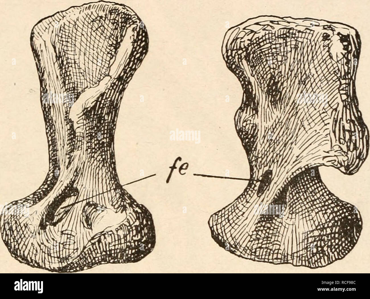 . Die stämme der wirbeltiere. Evolution; Paleontology; Vertebrates ...