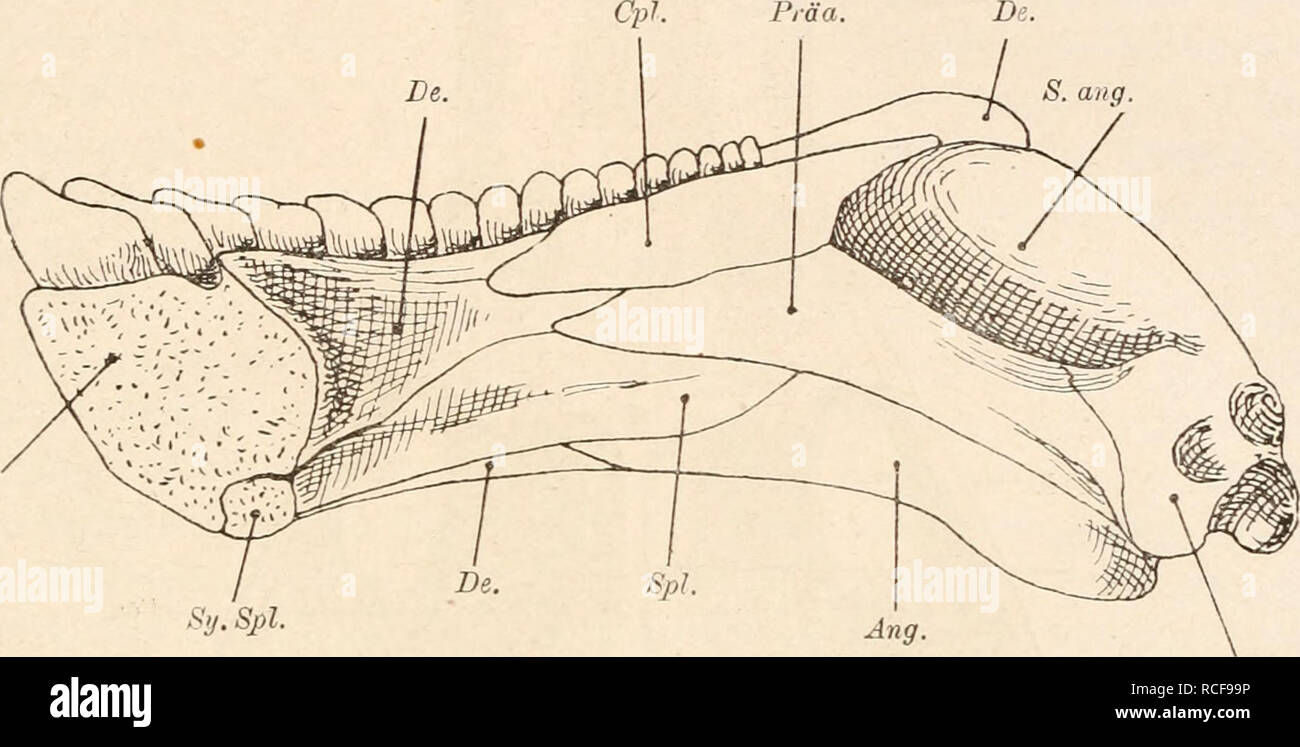 Foramen magnum evolution hi-res stock photography and images - Alamy