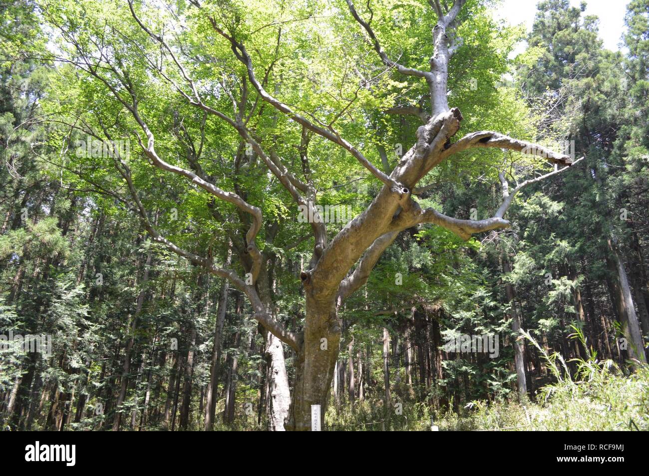 Akagi jinja hi-res stock photography and images - Alamy