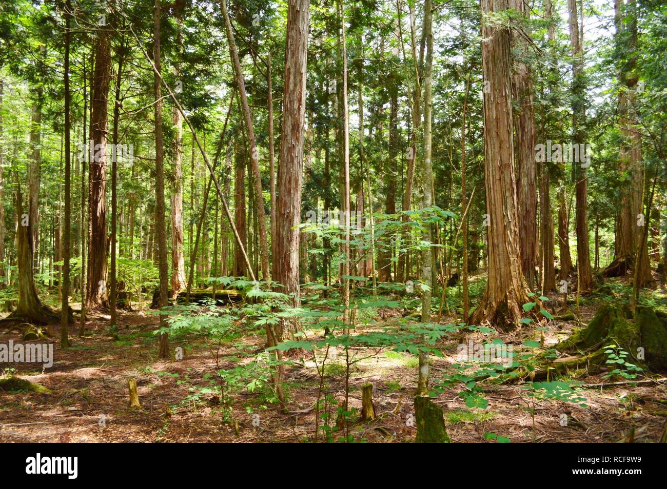 Akasawa hi-res stock photography and images - Alamy