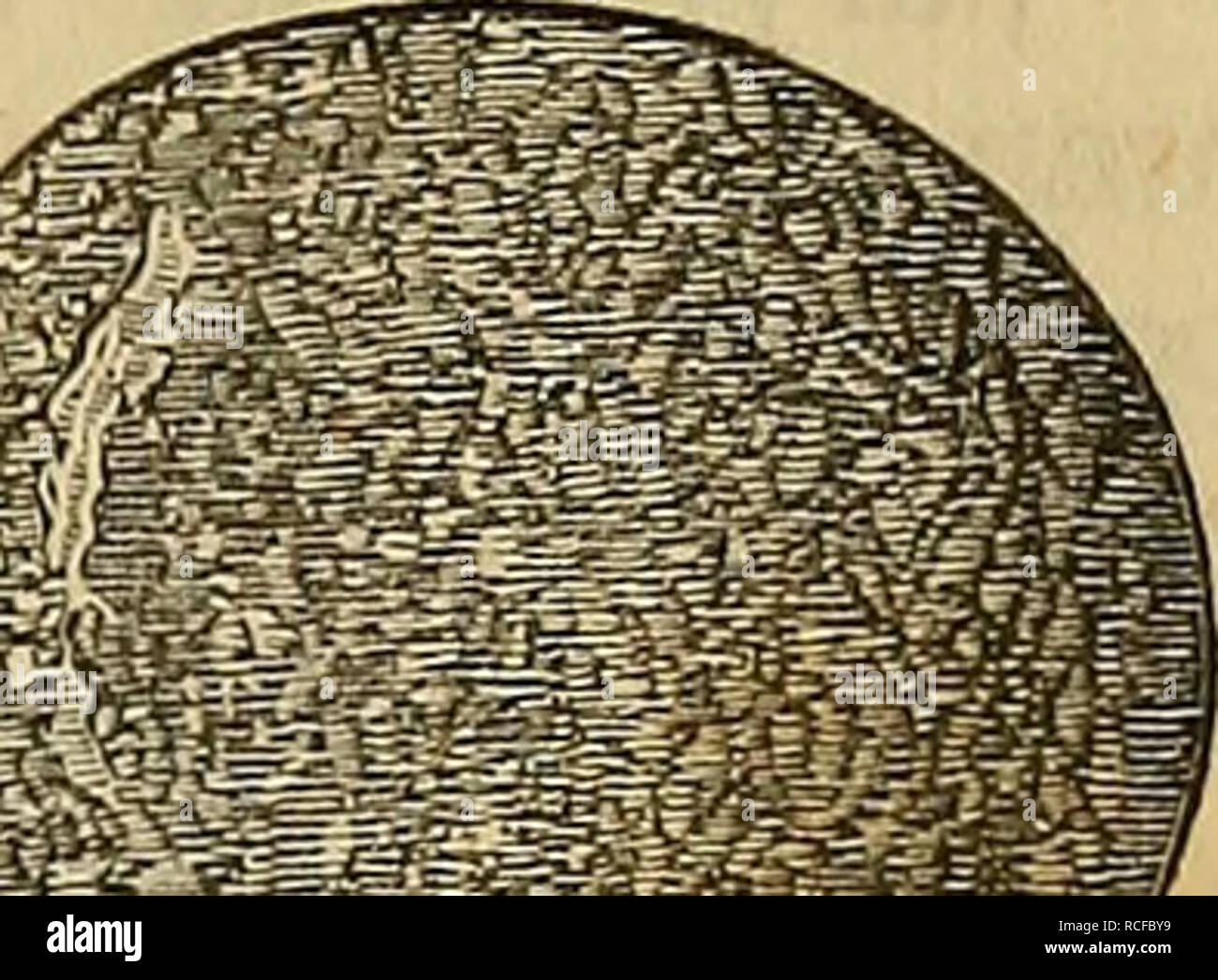 Ovoidal shape hi-res stock photography and images - Alamy