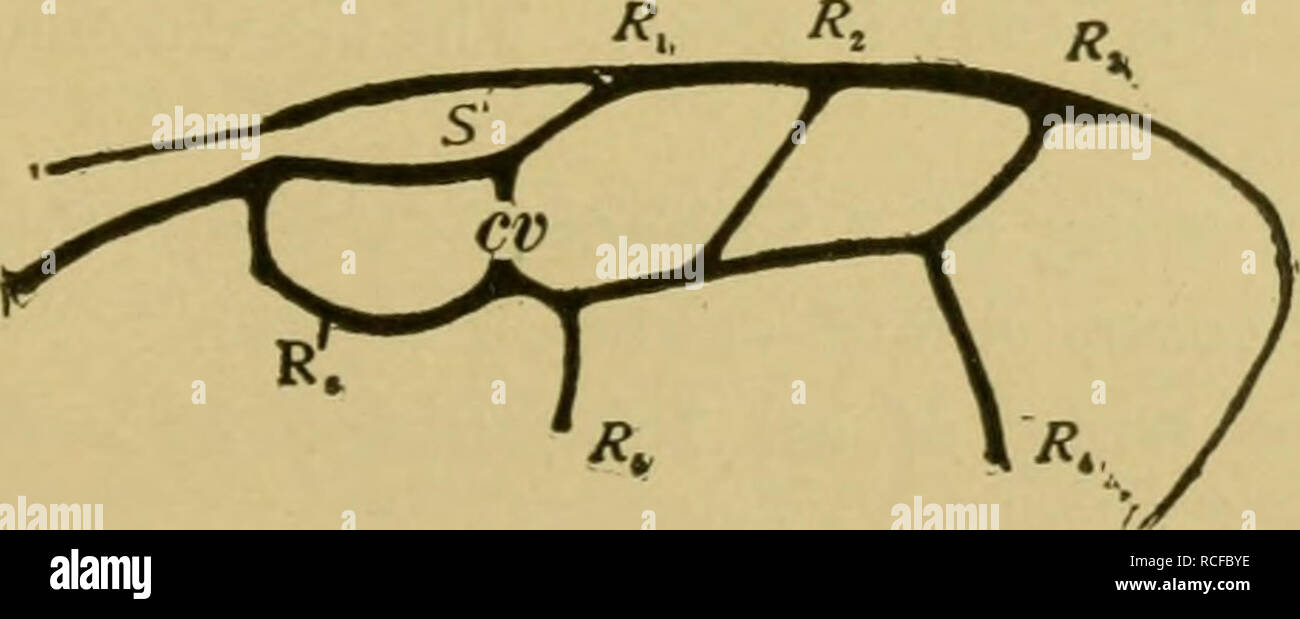 . The elements of insect anatomy : an outline for the use of students ...
