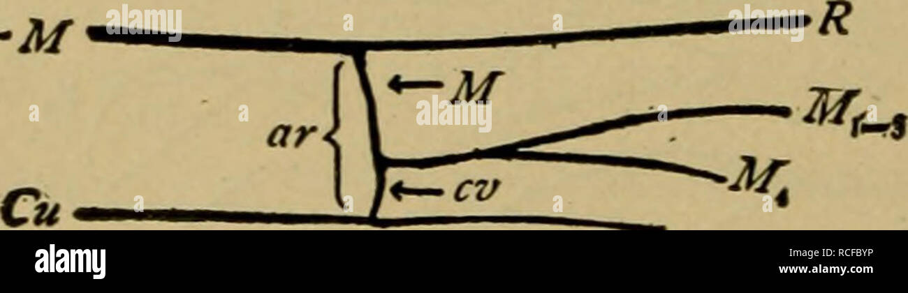 . The elements of insect anatomy : an outline for the use of students ...