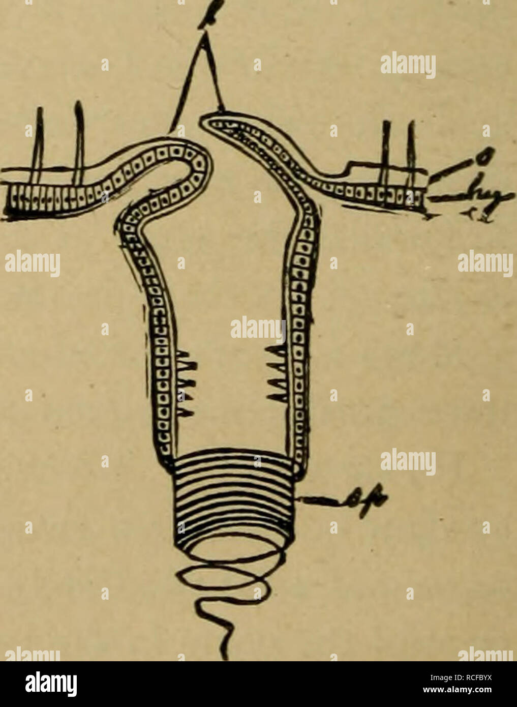 . The elements of insect anatomy : an outline for the use of students ...