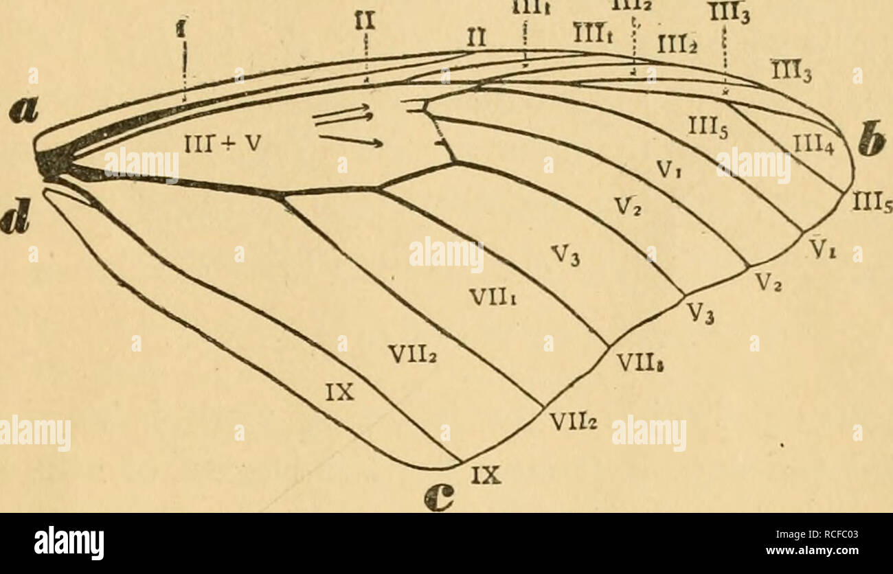 . The elements of insect anatomy; an outline for the use of students in ...