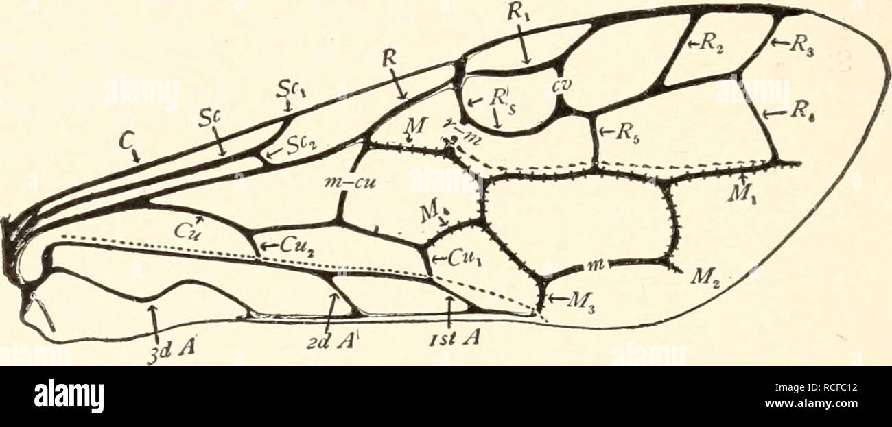 . The elements of insect anatomy; an outline for the use of students in ...