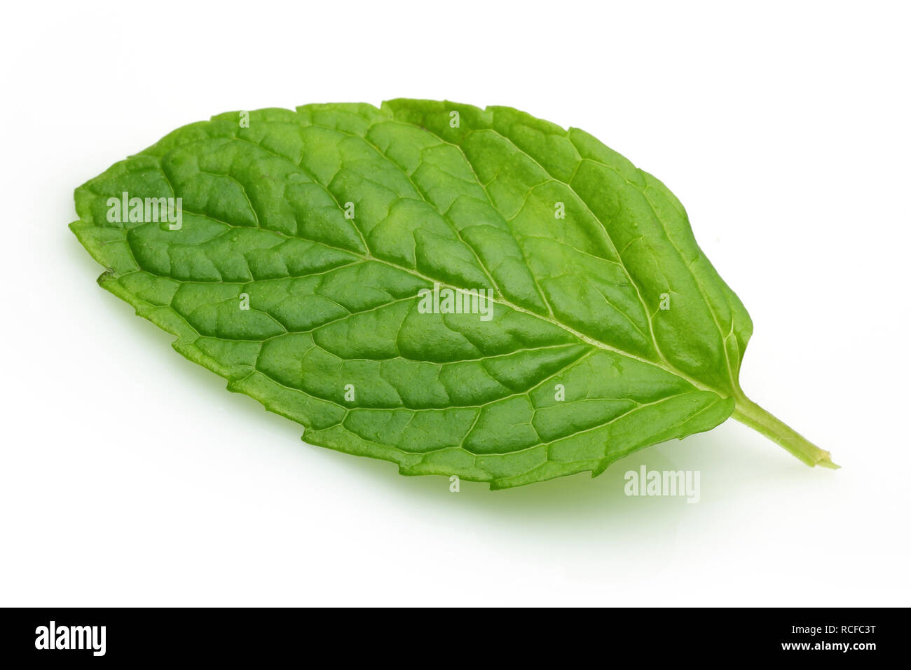 Fresh Mint leaf isolated on white background Stock Photo - Alamy